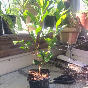 Camellia Sinensis live Tea Plant Propagated From Plants at - Etsy