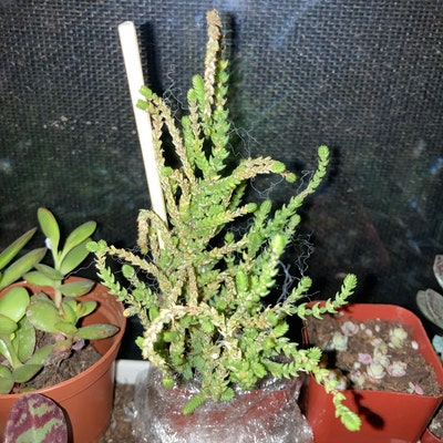 Giant Watch Chain, Princess Pine, Live Potted Succulent in 2 Pot - Etsy