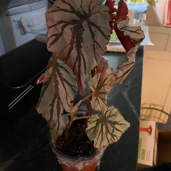 Monstera Adasoni Plant - Etsy