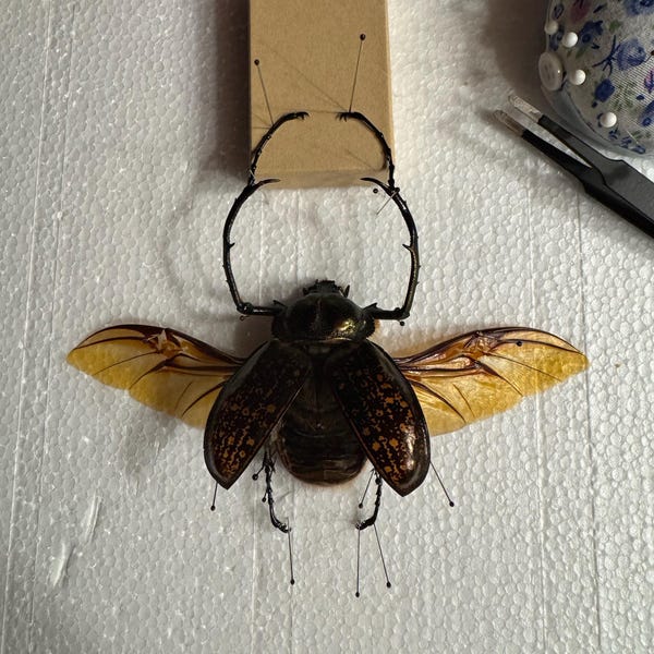 1 A-1 Lethocerus Americanus 48mm Texas Real Giant Water Bug Toe Biter ...