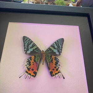 Real Praying Mantis Creobroter Gemmatus Specimen Insect Taxidermy ...