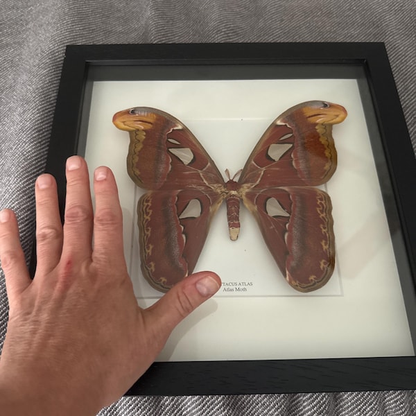 Pink Silkmoth in Baroque Style Frame (automeris Frankae) - Etsy