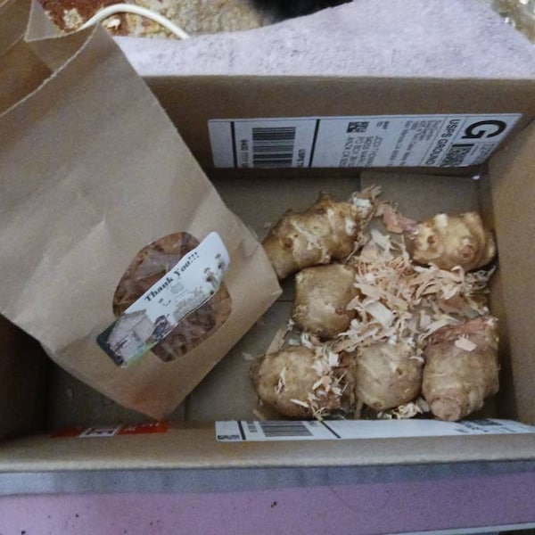 3 Organic Peruvian Ginger Rhizomes for Planting. Bulbs Will Arrive Pre ...