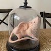 Genetically Engine-eared Vacanti Mouse, Vegan Faux Taxidermy ...
