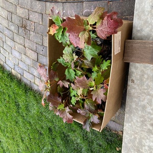 Physocarpus Opulifolius Ninebark 'nugget' Chartreuse Yellow Flowering ...