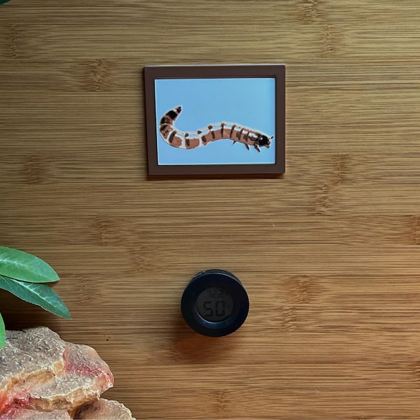 Pink Princess Philodendron Ledge for 0.5oz Deli Cup Crested Gecko ...