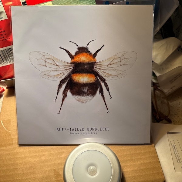Buff-tailed Bumblebee Wall Decor | Housewarming Gift | Bee Lover ...