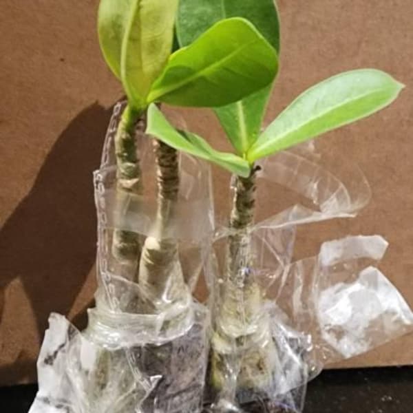 1 Grafted Double "purple Fire" Adenium /desert Rose Plant. 5-7 Inch ...