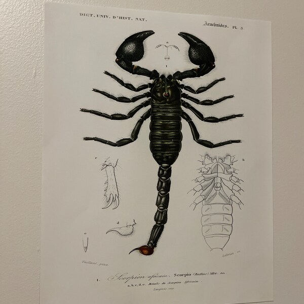 Scorpion Print, Antique Animal Painting, Vintage Drawing Poster Wall ...