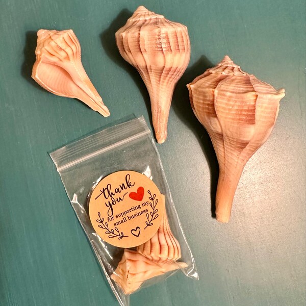 White Beach Shell Sanibel Island Shell Ornament DIY Beach Decor | 8 ...