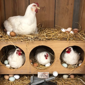 Clean Empty Chicken Egg Shells: Single Hole, Ready to Decorate - Etsy