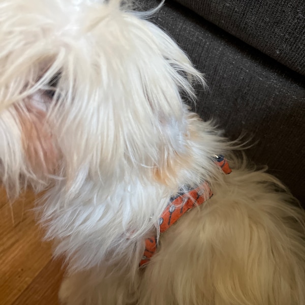 Banjo Dog Collar, Harness or Leash With Personalized Engraved Buckle ...