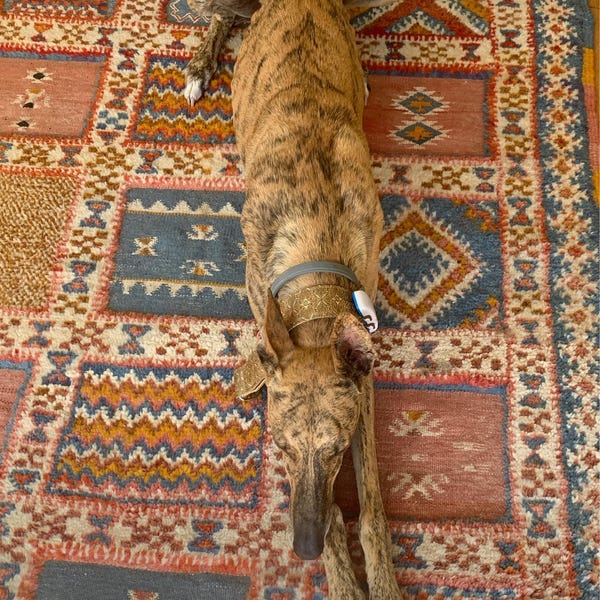 Martingale Collar, Dog Collar, Sighthound Collar, Galgo Collar ...
