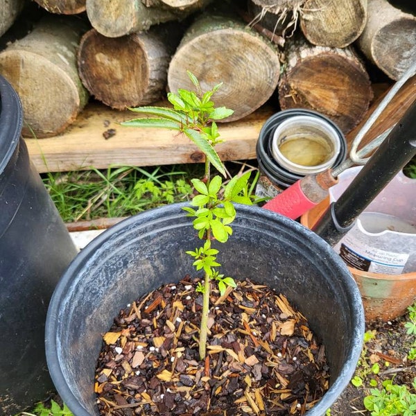 Golden Berry Plant (2 Plants) - Etsy