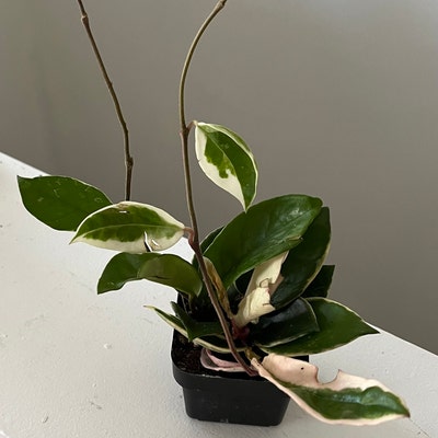 Silver Splash Pothos Scindapsus Pictus Exotica - Etsy