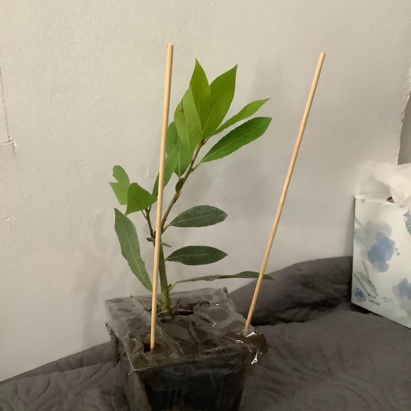 Ash Gourd Plant in 4 Inch Pot, Live Long Winter Melon Plants Potted ...