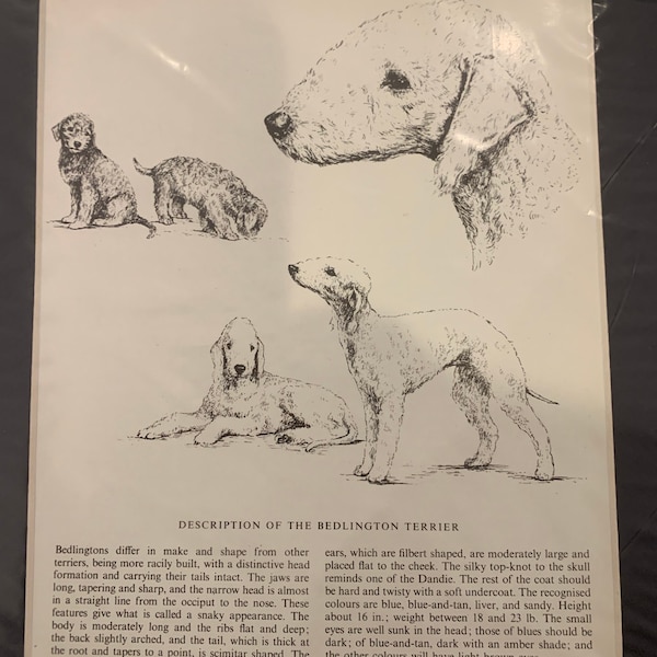 German Shorthaired Pointer Sketch Custom Matted 1963 Vintage Art ...