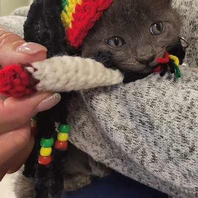 Rasta Hat, Rastafarian, Jamaican, Hats for Cats, Cat Costumes, Pet ...
