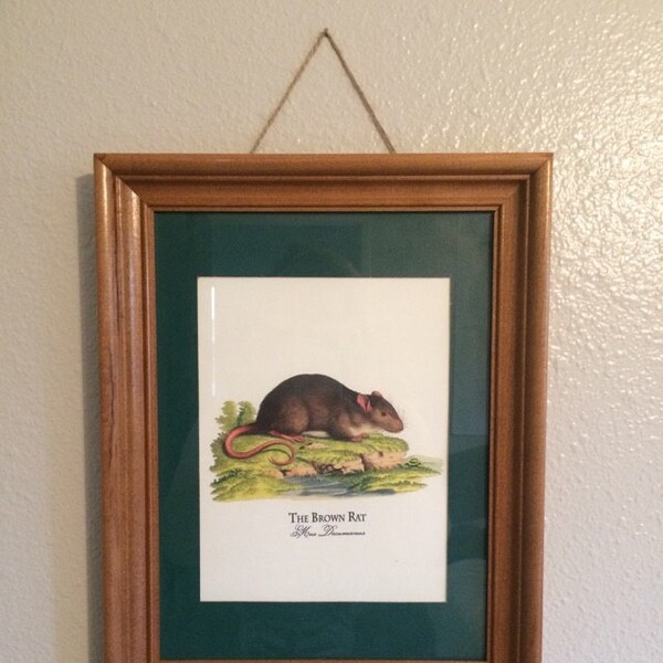 Rat Art Print, Cute Animal Prints, Rat Girlfriend Gift, Animal Art ...
