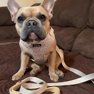 Boho Rainbow Dog Harness Cute Dog Harness & Leash Set Cute Dog Collar Boho Dog Collar XXS to ...