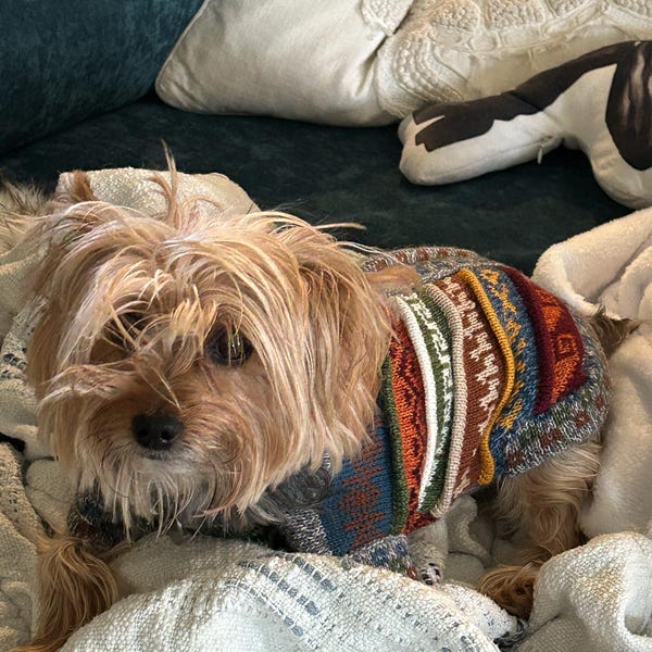 Cusco Alpaca Dog Sweater– Handmade of Baby Alpaca, Luxury Small Dog ...