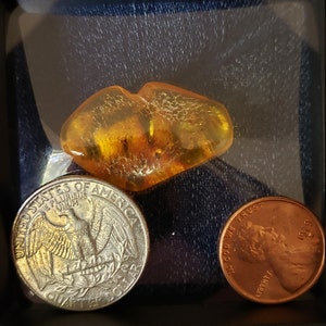 Insect in Amber Inclusion Fossil Baltic Amber Amber | Etsy