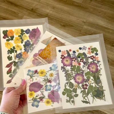 White Ruscus Branches, Premium Bleached Italian Ruscus, Dried DIY ...