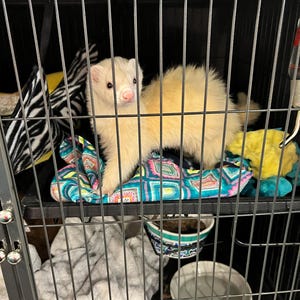 Ferret Emergency Chart and Health Medical Kit List Laminated Quick ...