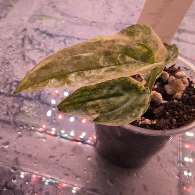 Albo Variegated Spider Man Monstera variegated Amydrium Medium Starter ...