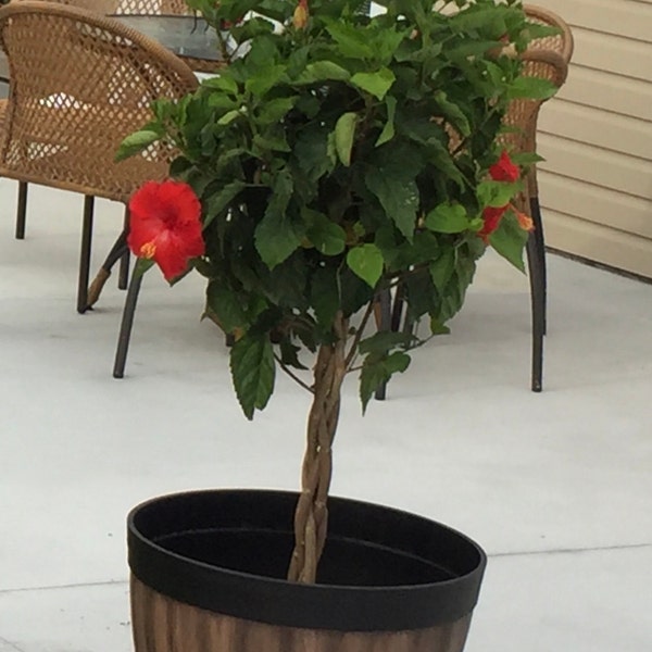 Red Braided Hibiscus Tree Plant - Flowering Tree Plant Live - Overall ...