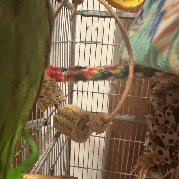 Crazy Daisy - Natural Grass Chew Toy for Small and Medium Sized Birds ...