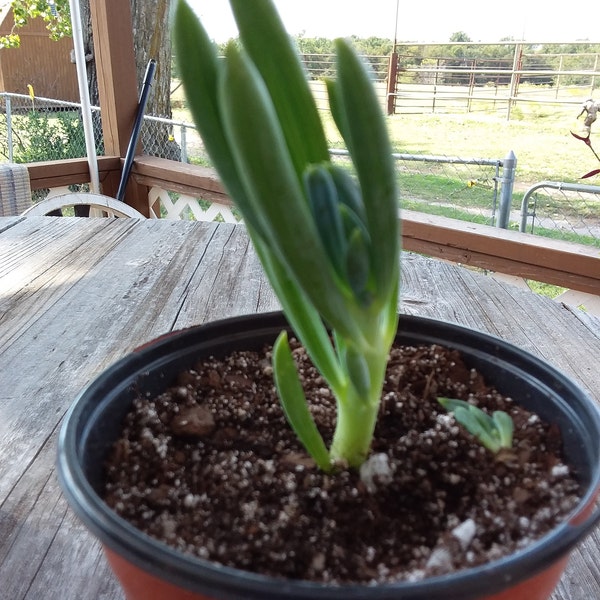 Extra Large Blue Chalk Sticks Cuttings, Curio Repens, Chalk Fingers ...