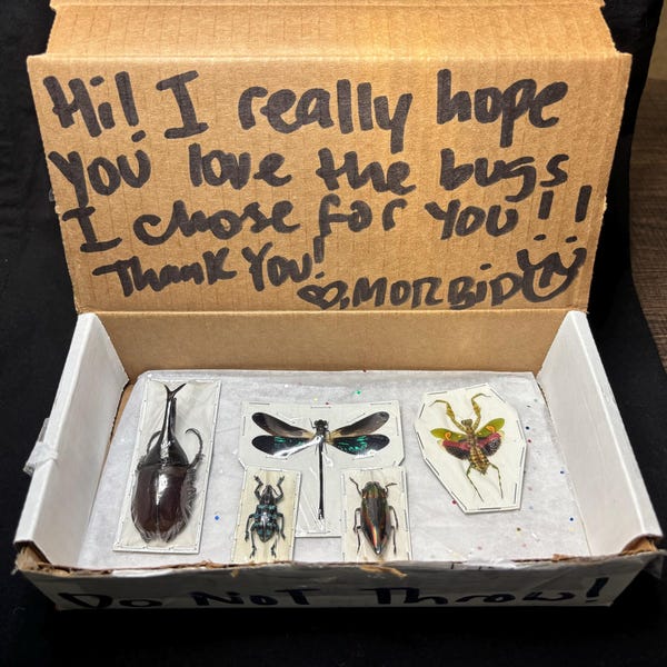 Assorted Bugs Insects Specimen Wholesale Mix Lot Bulk - Etsy