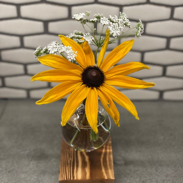 Plant Propagation Vase Gardening Planter Set Hydroponic Houseplant ...