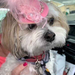 Star Spangled Girl Dog Harness Dress Xxsmall to 4xlarge Dog | Etsy