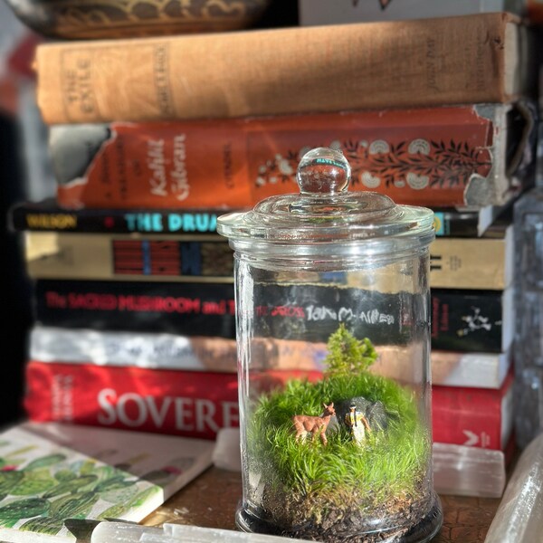 Moss Terrarium “tiny Ireland” - Etsy