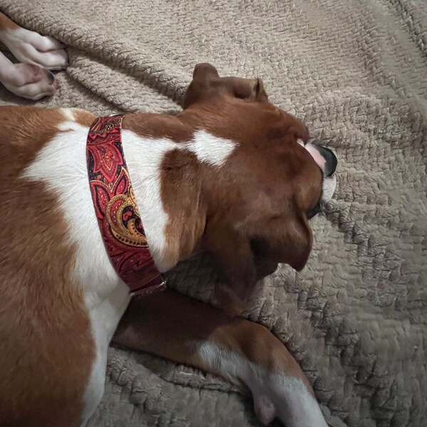 BREAKAWAY Dog Collar Choose Any Print Optional Personalized ID Buckle ...