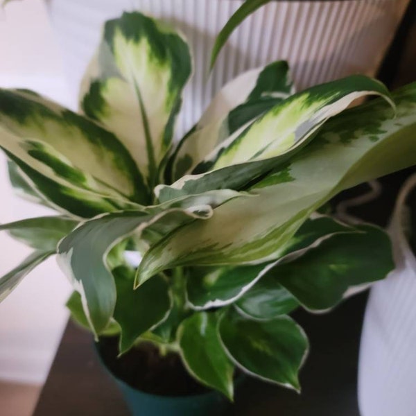 Pothos Champs Elysees | Teruno Pothos | Epipremnum Japanese Pothos ...