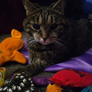 Siamese Catnip Toy, Tuxedo Cat Catnip Toy, Panther Catnip, Butterscotch Catnip Toy, Jungle Cats ...