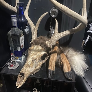 Whitetail Deer Scrotum Real Bison Ball Bag Oddity Nutsack Gag - Etsy