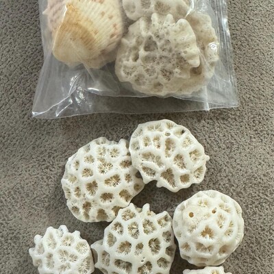 Rare Vintage Natural Coral Fossil Stone 11pcs Coastal Decor Ocean Coral ...