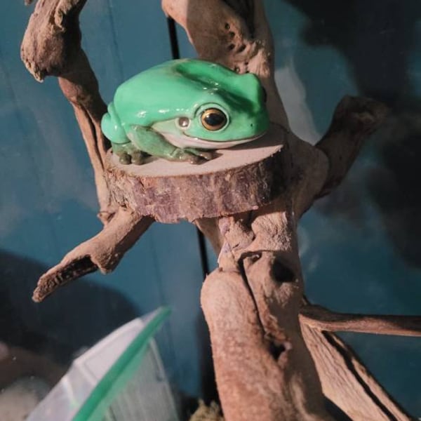 Sad Avocado Realistic Black Rain Frog Friend Deskpal - Etsy Canada