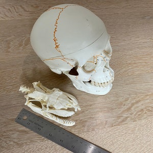 Real Silver Toadfish Skull, Silver Toadfish Skeleton, Lagocephalus ...