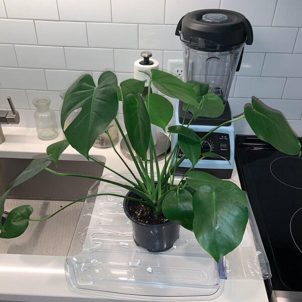 Monstera Deliciosa Tropical Split Leaf Plant 6" Inch Pot | Indoor ...