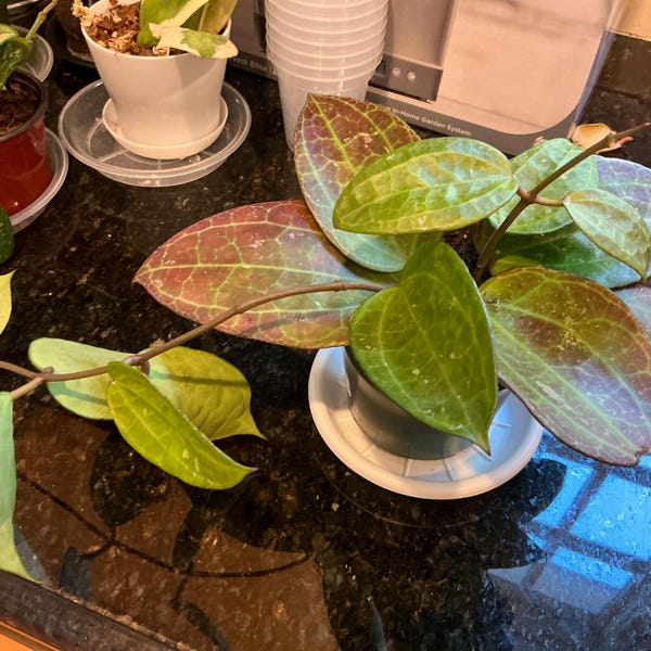 Hoya Pubicalyx Pink Silver in 6pots Rare Hoya Wax Plant Beautiful Scented Flowers Houseplants ...