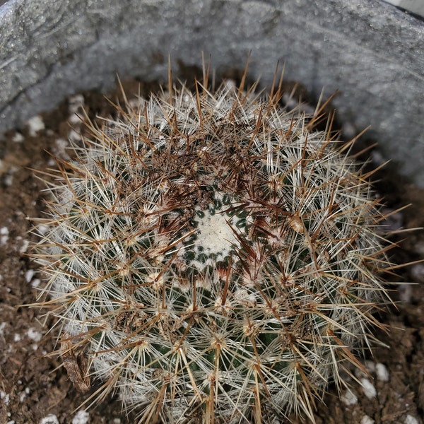 Mammillaria Round Ball Cactus Rare Succulent Live Plant - Etsy
