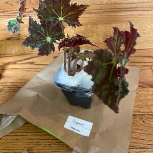 Begonia monica - Etsy