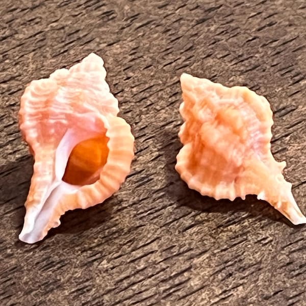 Beautiful Lightning Whelk Shells- Set of 2, Collectible Shells ...