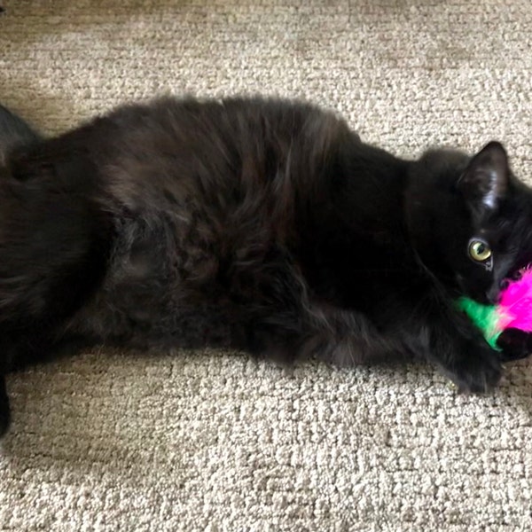 FEATHER BELL Cat Toys!!! Jingle Bell W/feather - Cats Love Them!!! 3 ...