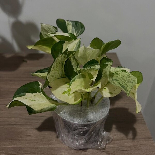 Albo Pothos Epipremnum Pinnatum Albo Variegata 4.5 Pot Rare Plant - Etsy
